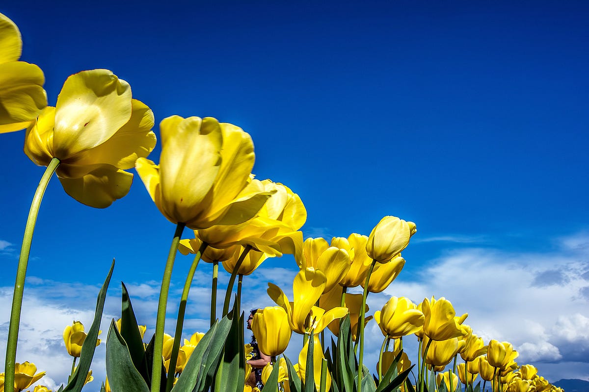 84 Calls for Submissions in April 2024 — Paying markets | by Erica ...