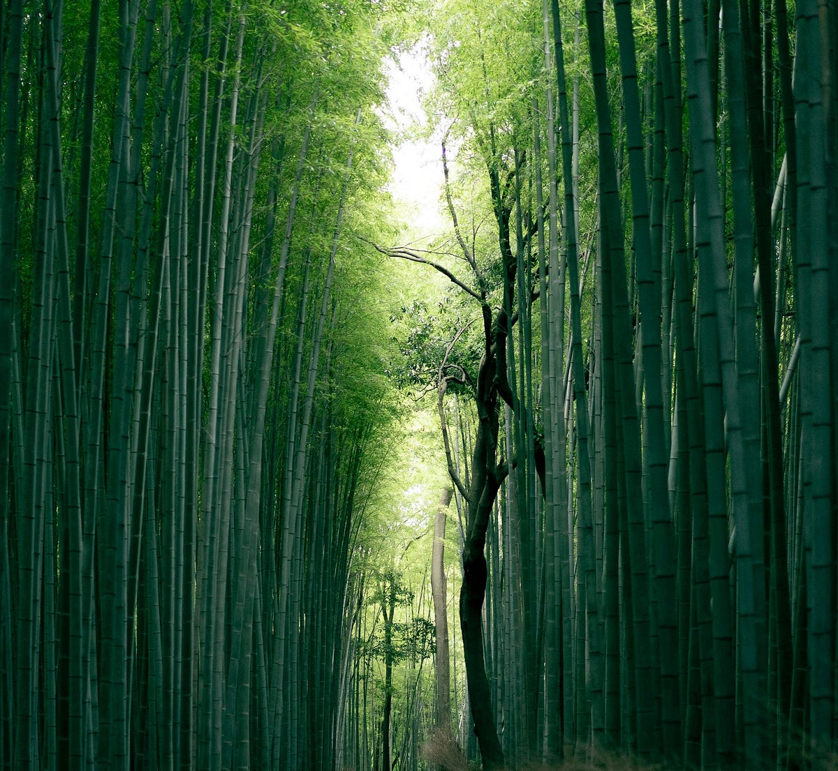 The Wisdom of Bamboo. A life lesson on inner strength, outer… | by ...