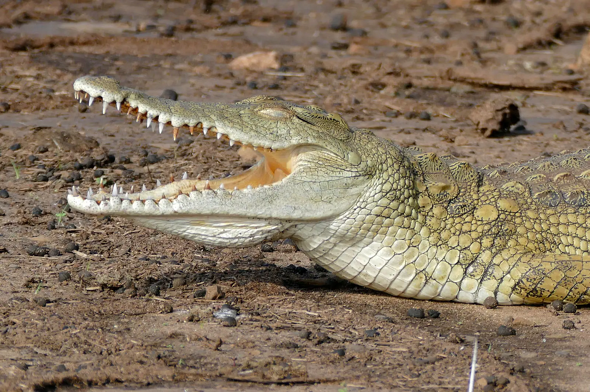 Crocodiles Can Perceive the Cries of Human and Primate Infants | by Mattia Papàro (Appesi a un ...