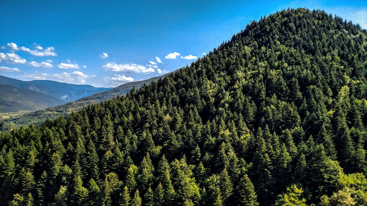 Essential Parts of Angular’s Templating System — ng-content, ng-container, ng-template ...