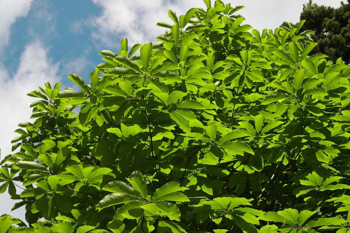 【Cursed Tree】 Hou Tree | Scary | Digital Global Traveler