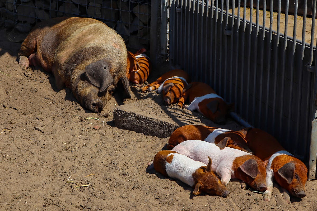 The Oink of Defiance: How Pigs Became a Symbol of Danish Resistance ...