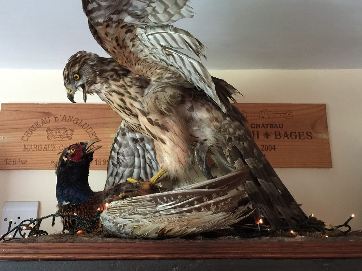 The Falcon and the Pheasant. With avian avarice the feathered pair ...