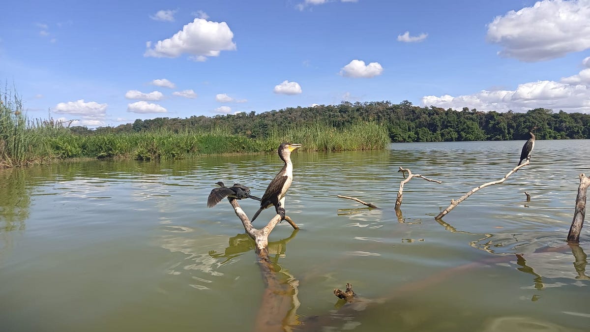Exploring lake duluti Forest resources Hiking around lake duluti learn ...