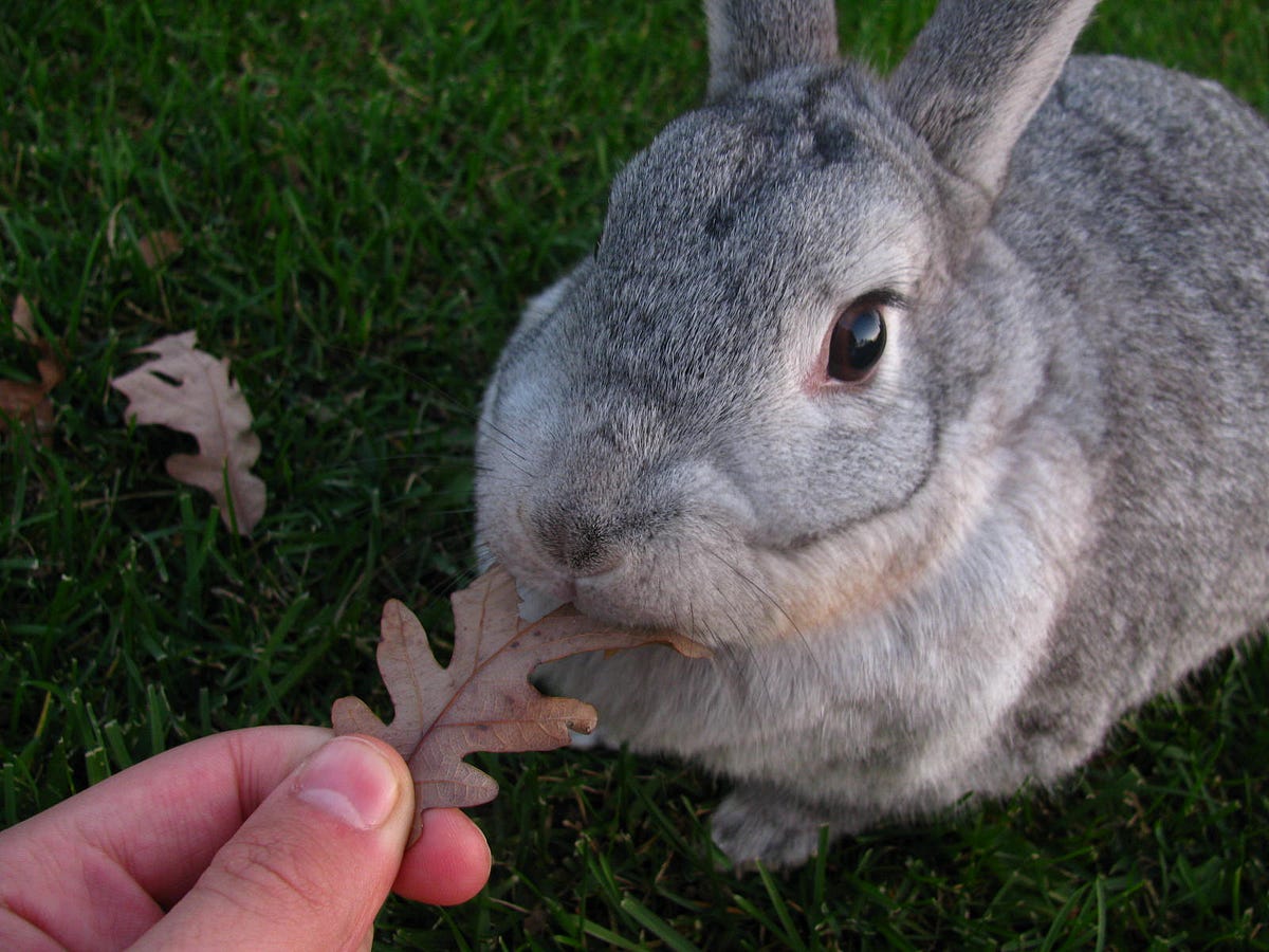 How internet is pushing us into rabbit holes of information bubbles ...