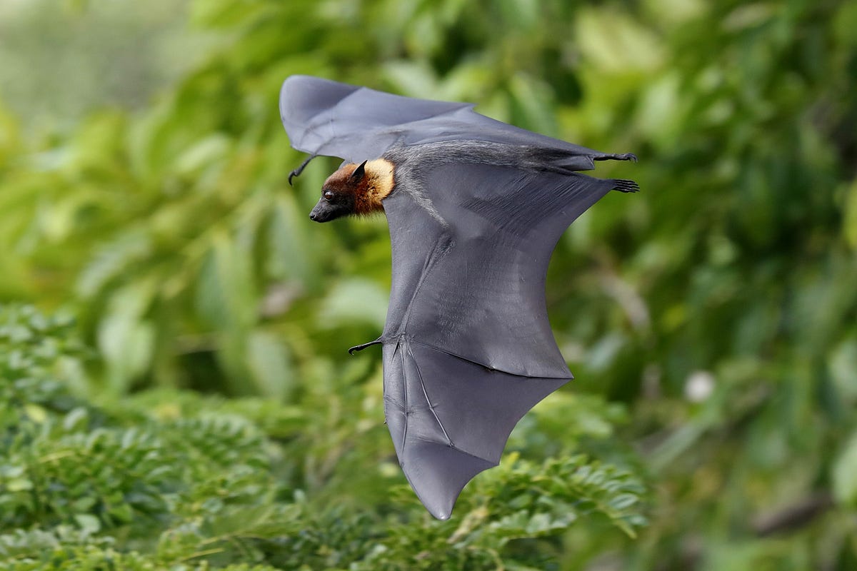 Stripe Faced Fruit Bat