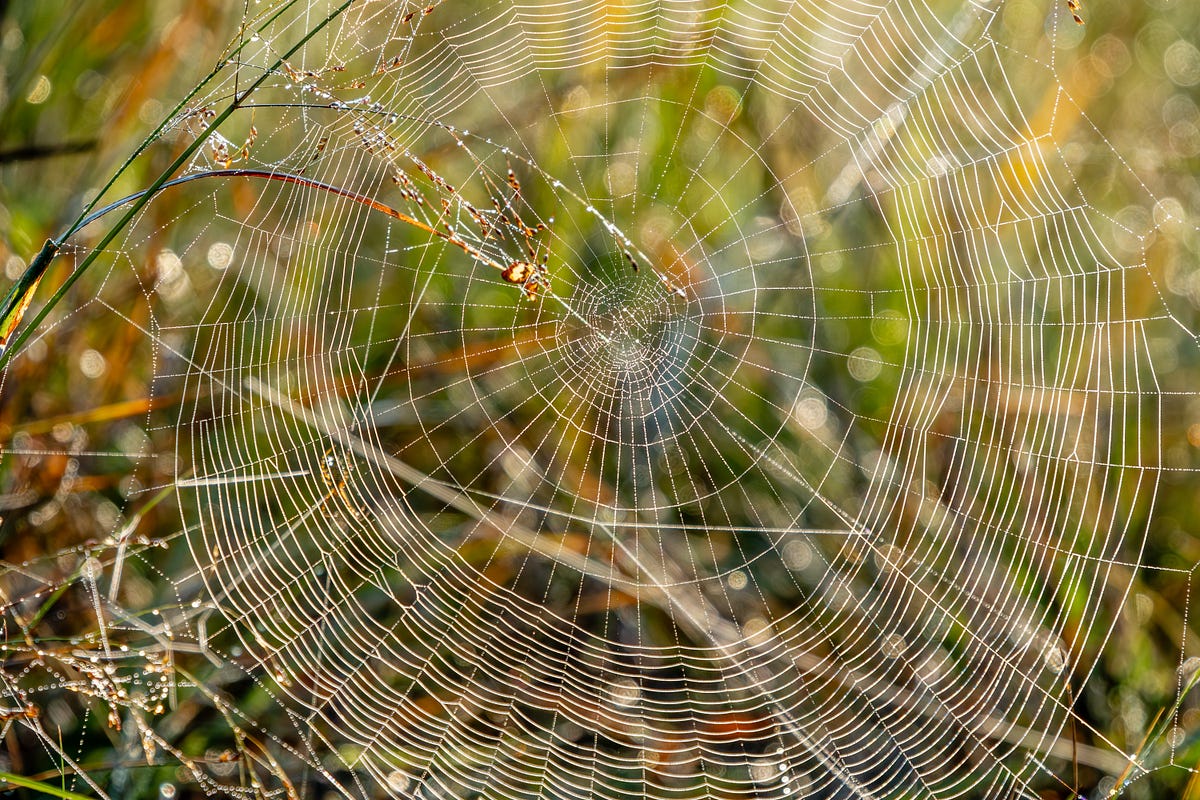 Spiders in the Dewy Backlit Dawn. If, like my son, you are triggered by ...