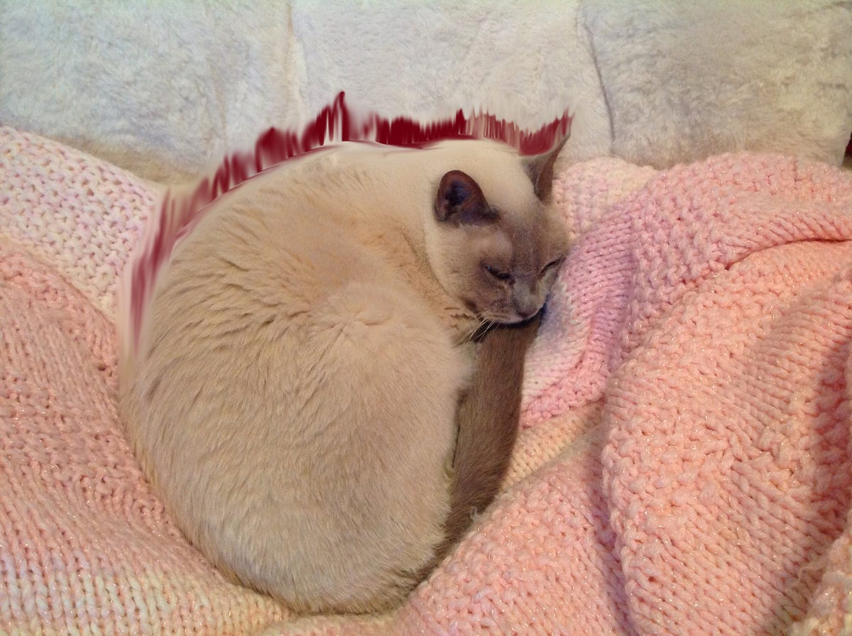 Seeing Animal Auras. I discovered that I had mediumistic… | by Donna ...