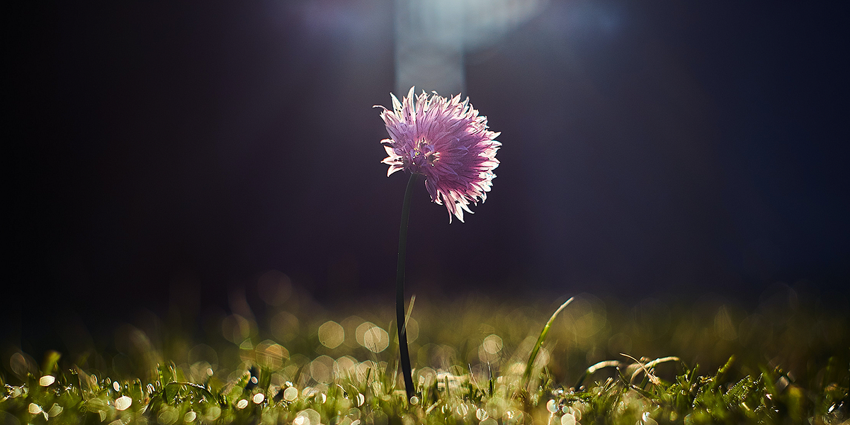 A New World — Nature Takes Center-Stage | by WeNaturalists ...