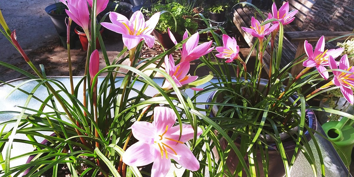Taking Care of Your Fairy Lily Plant | by Katie Michaelson | Welcome to ...