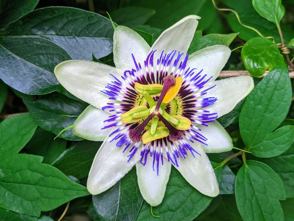 Weeknotes 5: a pineapple, an apple and a passionfruit | by Joe Roberson ...