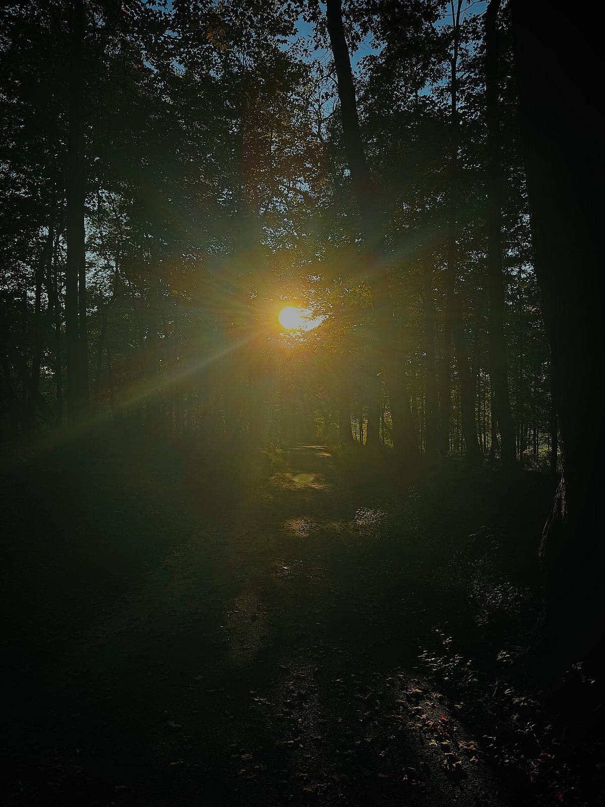 Summers Over. The leaves lose their green and fade to… | by Hitesh ...
