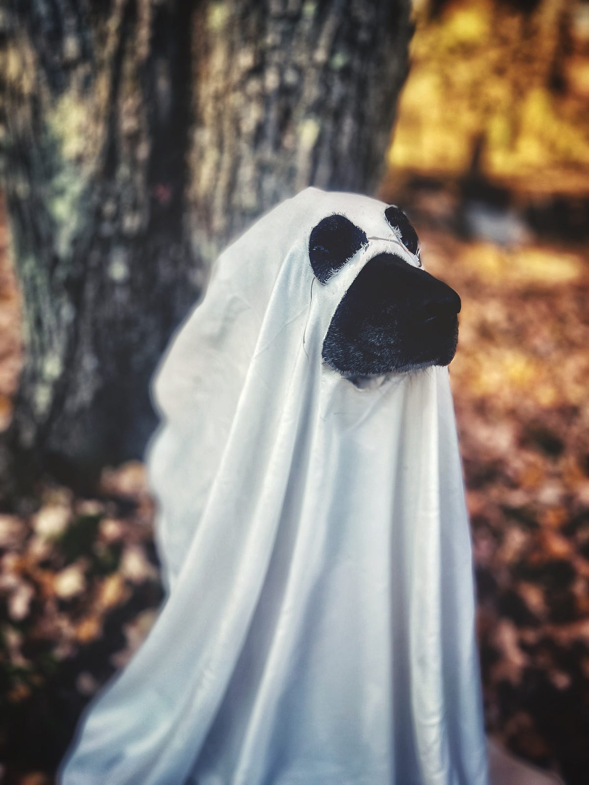 I Tried the Viral Dog Ghost Photoshoot Trend | by M. van den Bos | Medium