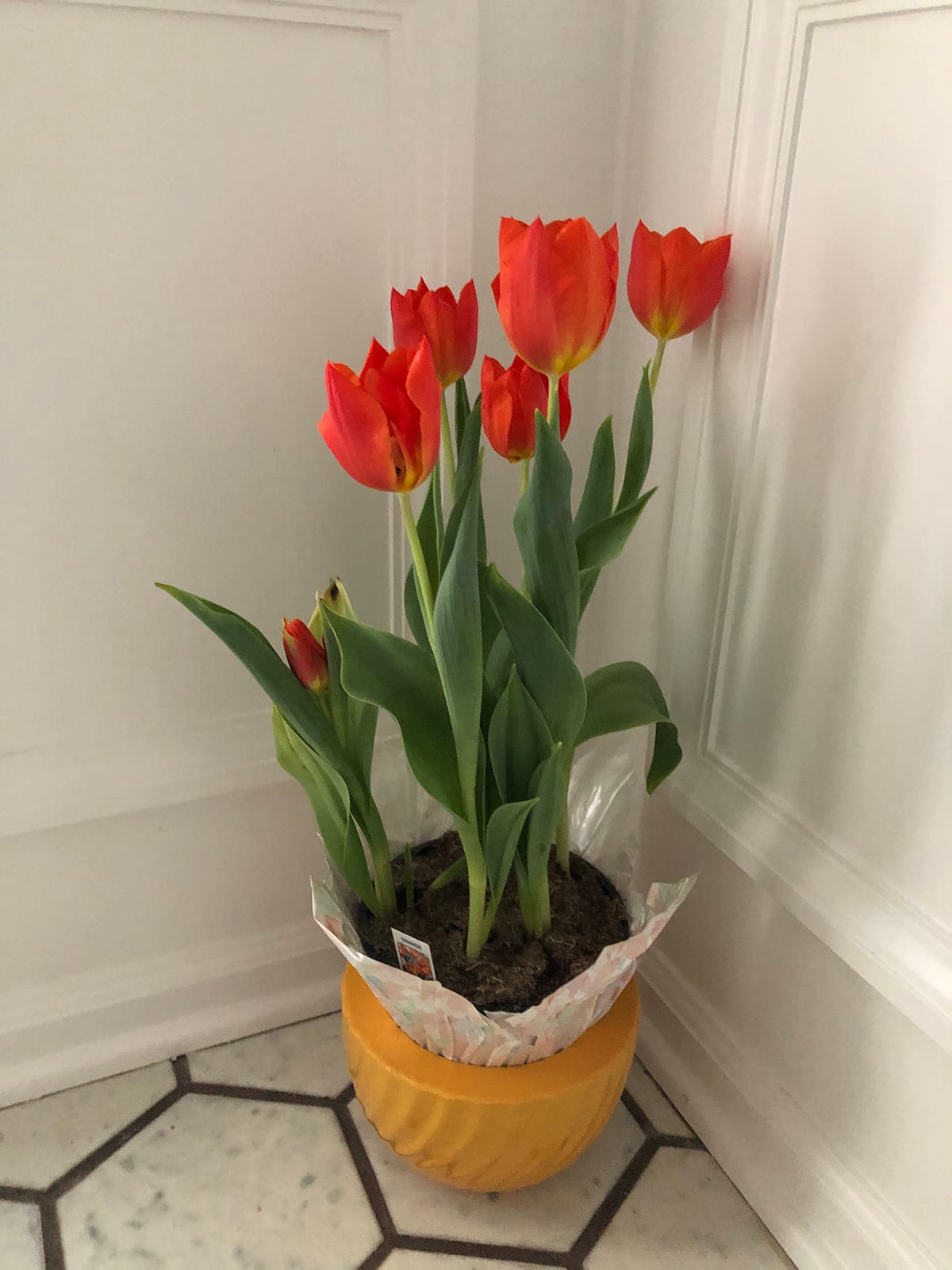 Family Tree and Lost Buds. | Shikha Saxena | Apr, 2021 | Image Journal