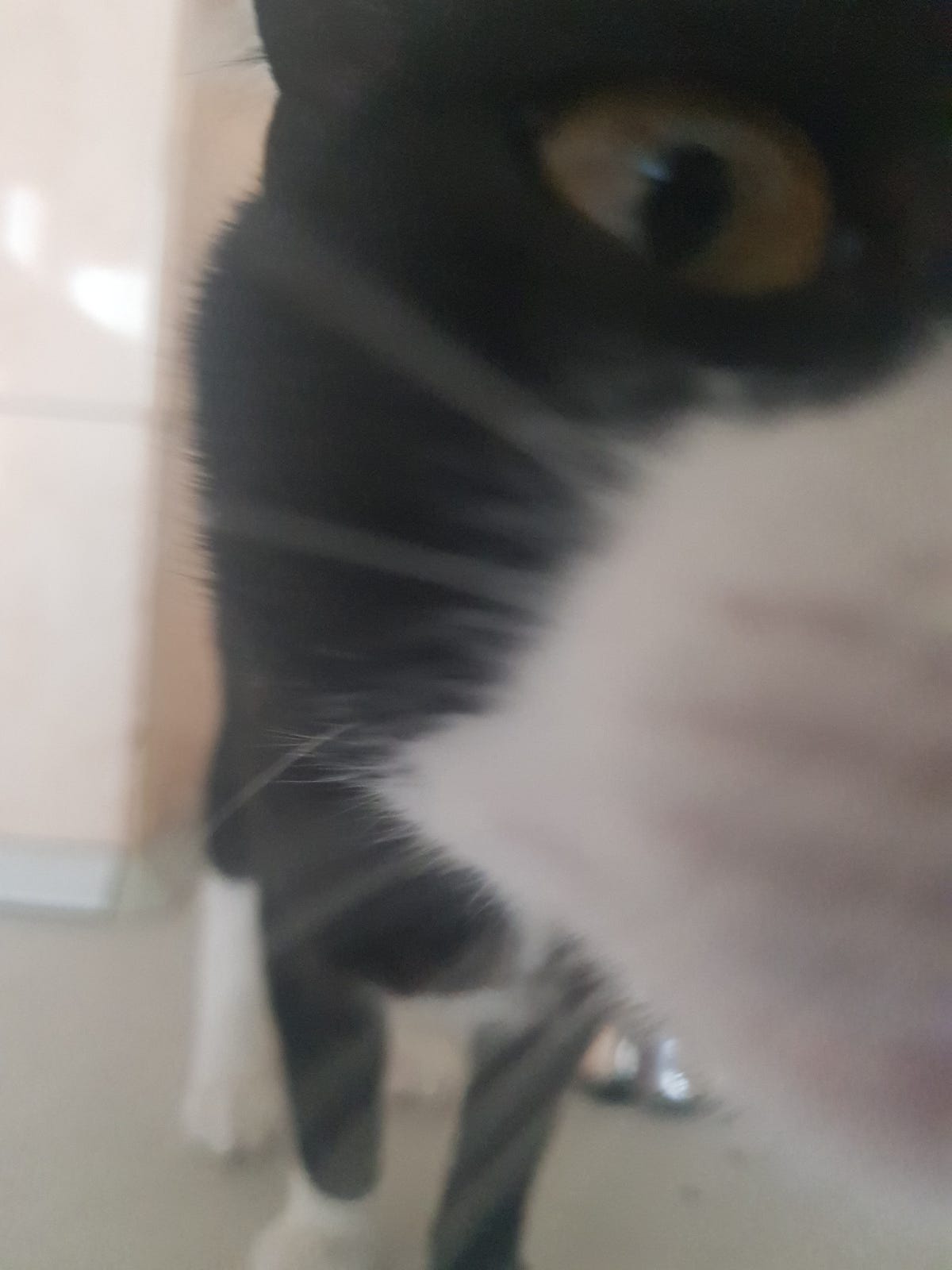 Cat breakfast time is everyday at 5 am | by Elena | Medium
