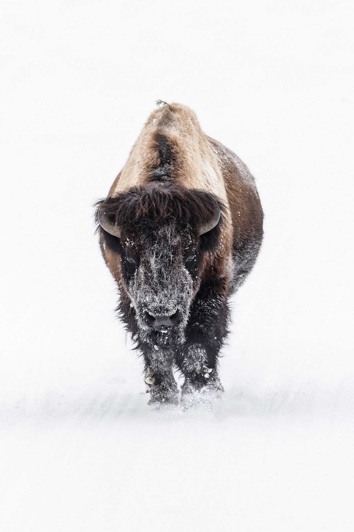 Be the Buffalo!. I was listening to a podcast on New… | by Omtastic ...