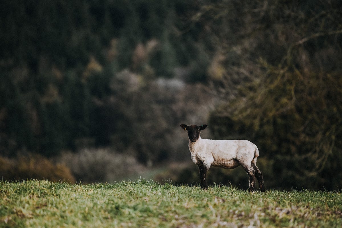 Pipers Farm: raising high-quality meat and delivering environmental ...