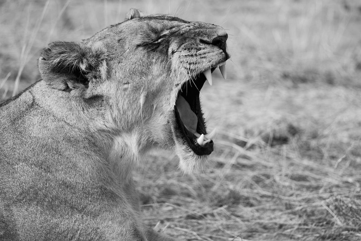 The Day I Saw A Pride Of 16 Lions Up-Close | by Dhallia | Wildlife ...