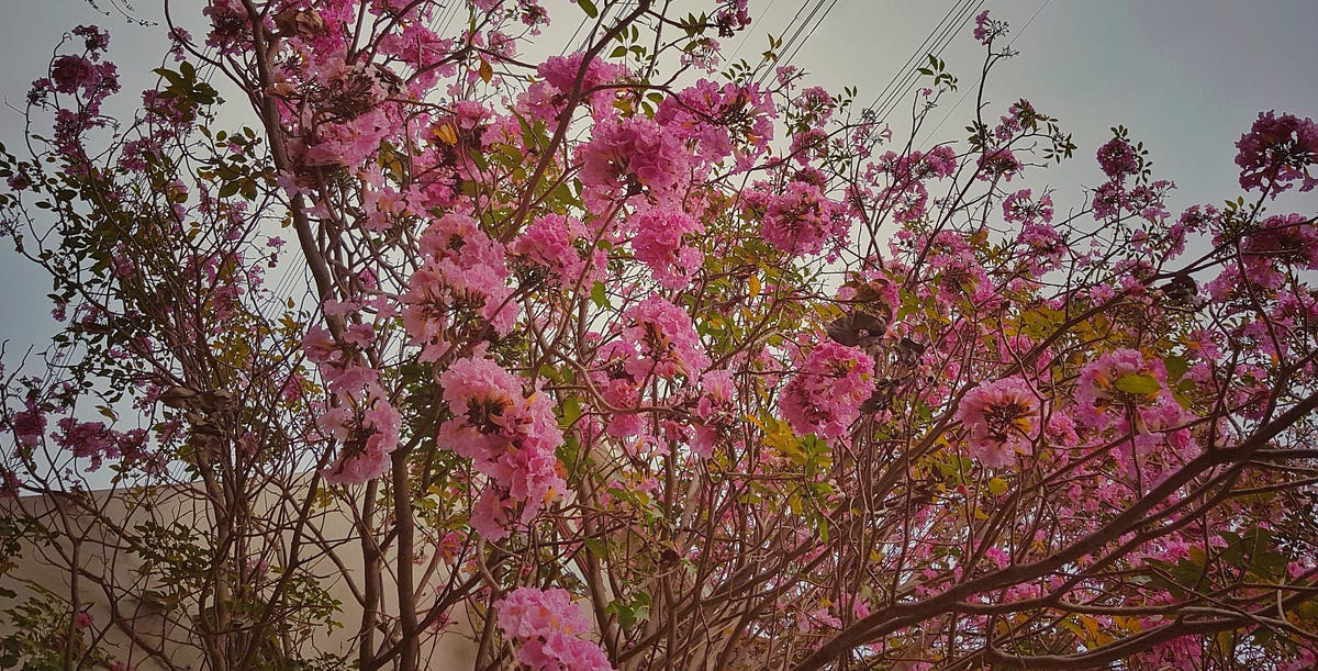Wabi-Sabi in the time of Coronavirus | by Swati Singla | Medium