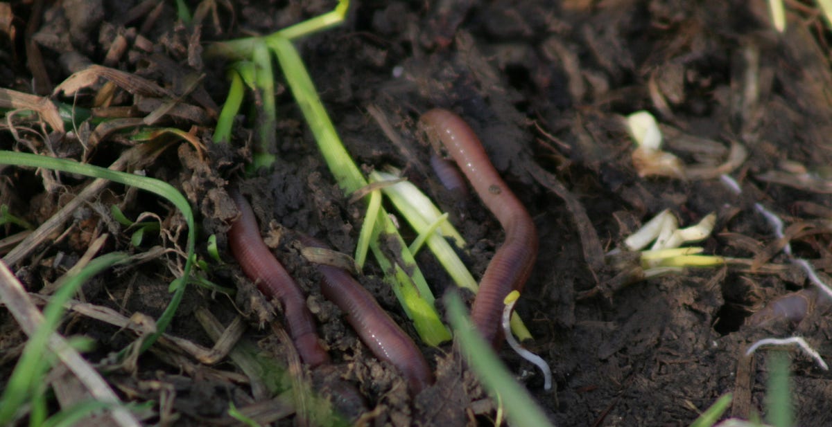 Earthworms and Soil Health. Earthworms are a valued part of our… | by ...