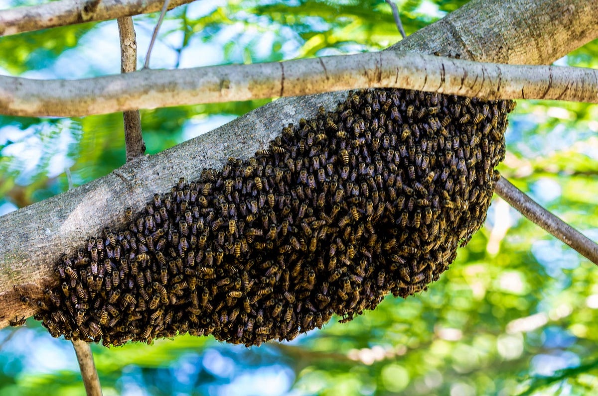 Swarm intelligence in bees. Human life on earth is possible due to ...