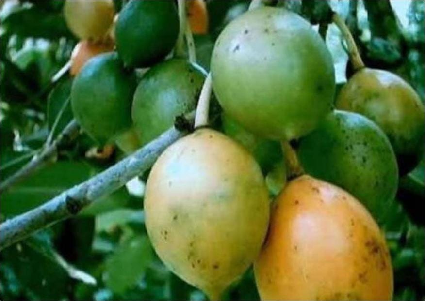 Bibit Gandaria Buah Jatake Klaten Terlengkap | by faresta bibit | Medium