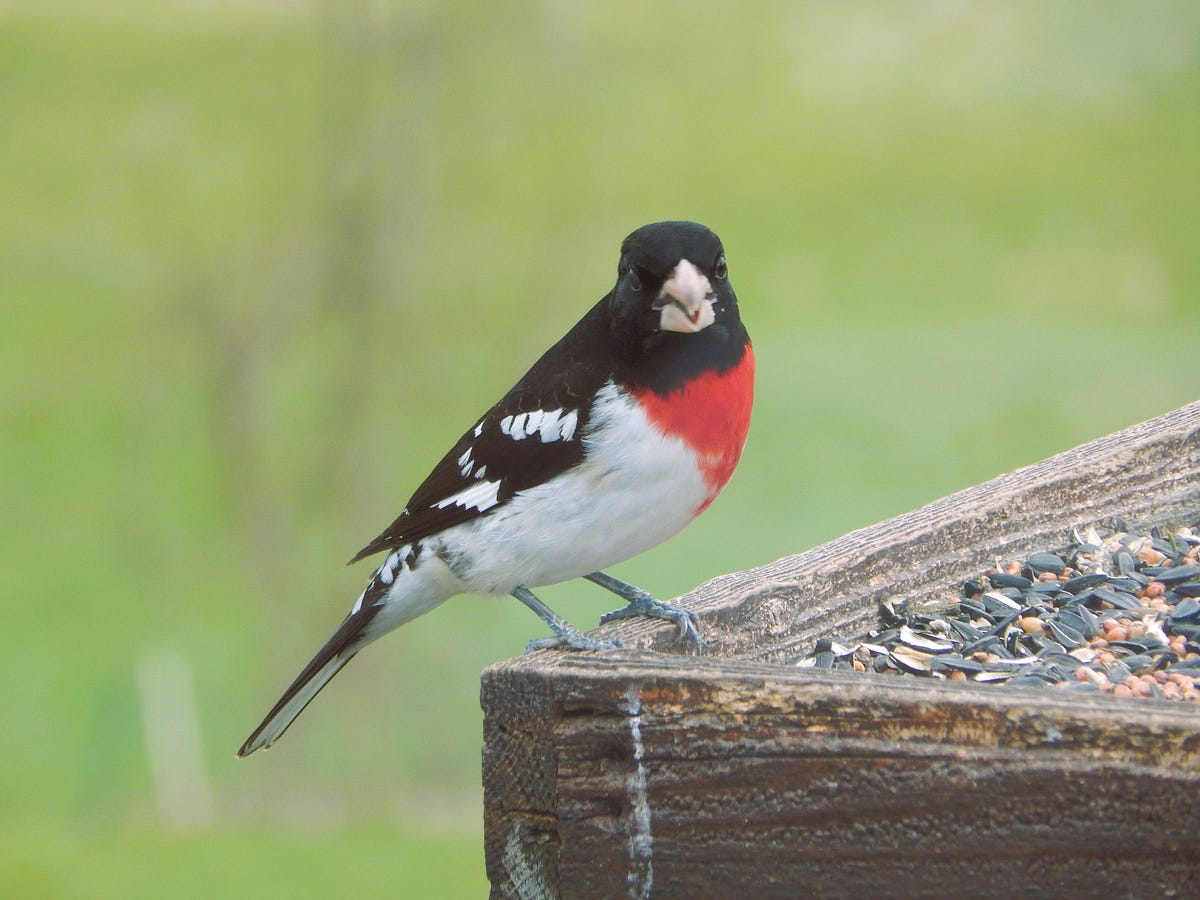 Enjoying Migrating Birds at the Feeder, And the Year Round Resident ...