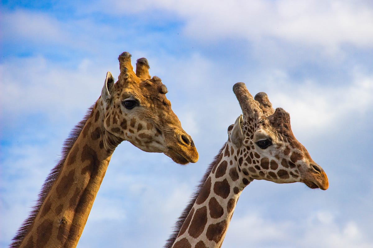 How To Download Google Images, Using Python (2021) | by Zita | Level Up ...