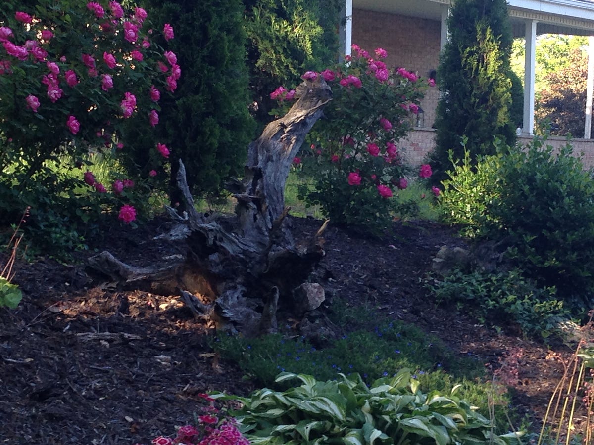 Sylvia Clare ,. I loved this read, you are as they say… | by Susan Christiana | Medium