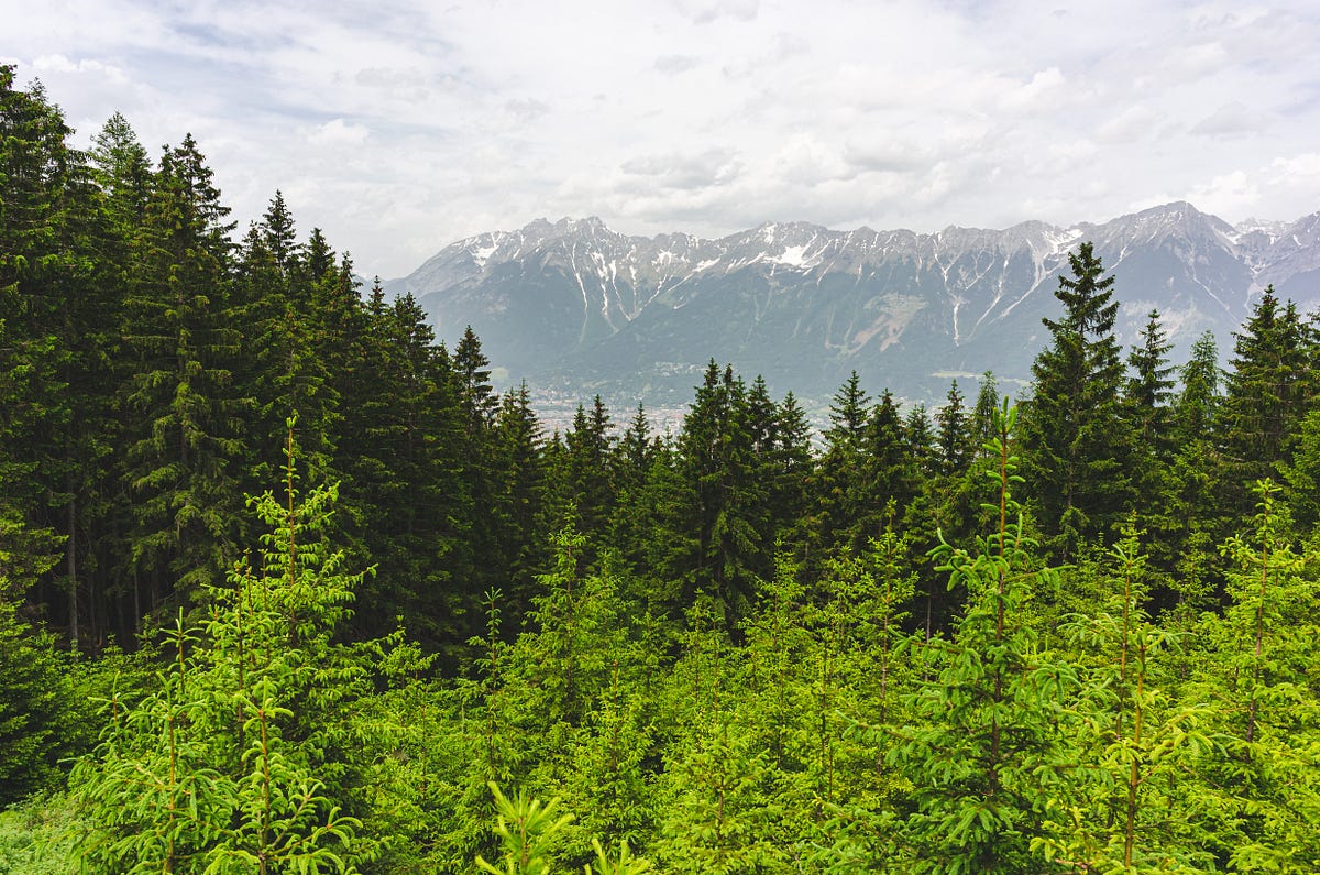 Cloverly: Helping the World Go Carbon Neutral | by Emily Bailey | Medium