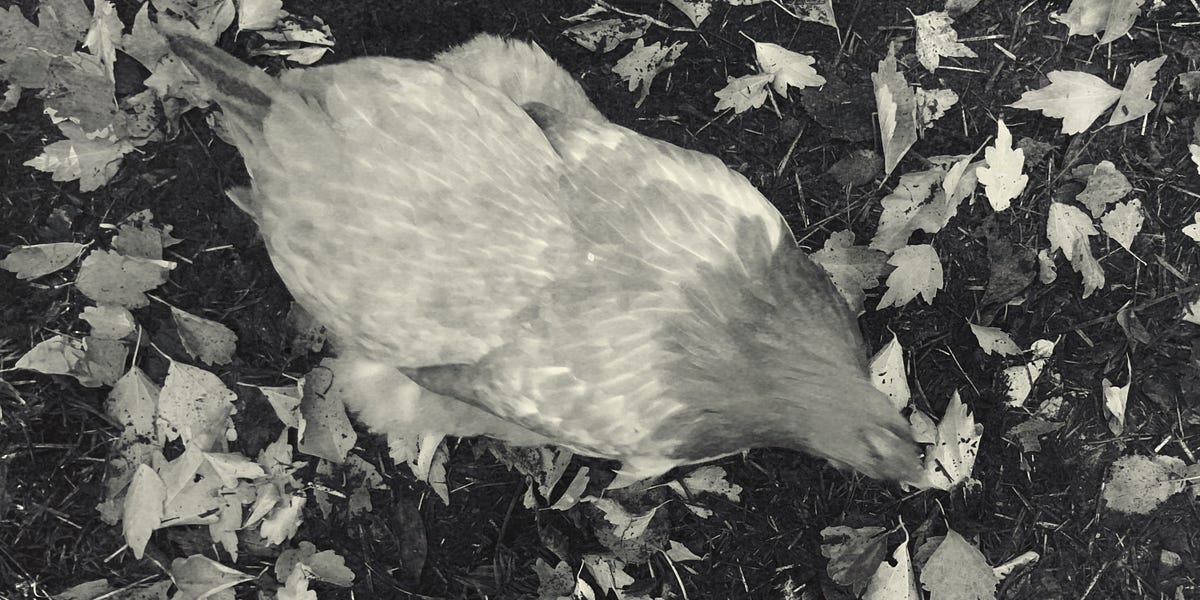You Can Learn a Lot From a Chicken: Religion 101 | by J.R. Spiers | Medium
