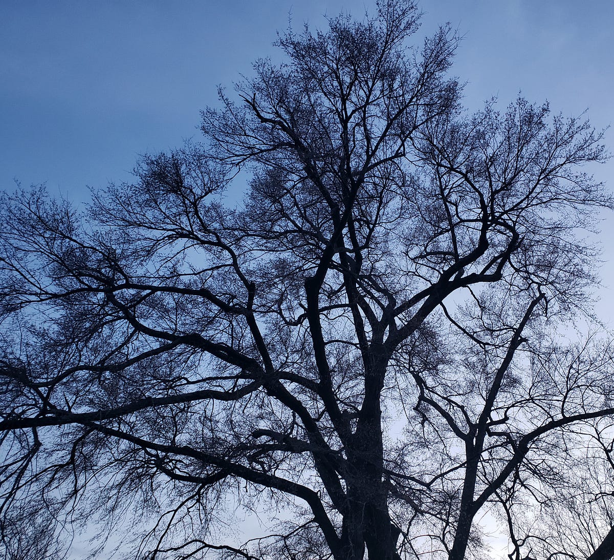 Tree Inspired Haiku (3 of 3) - Randall Snyder - Medium