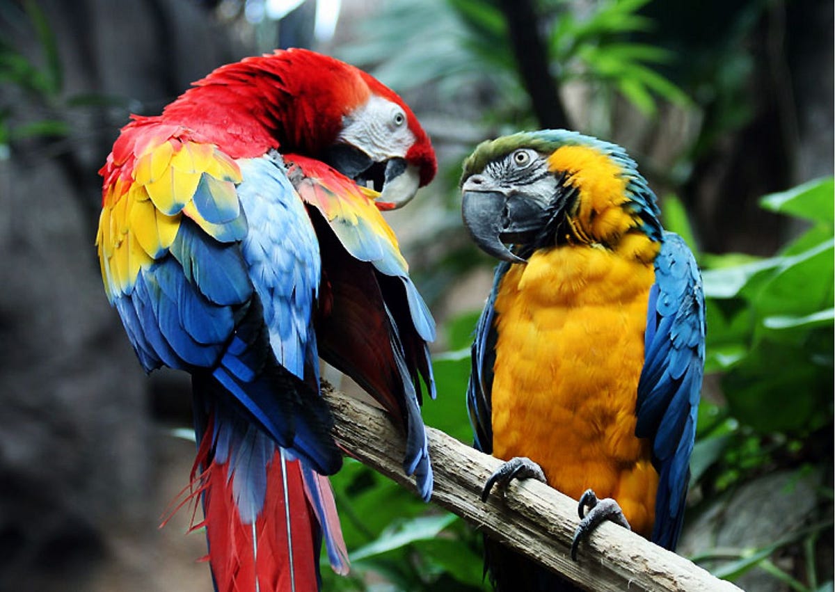 Parrot Island- Everything You Need to Know About This Beautiful Island ...