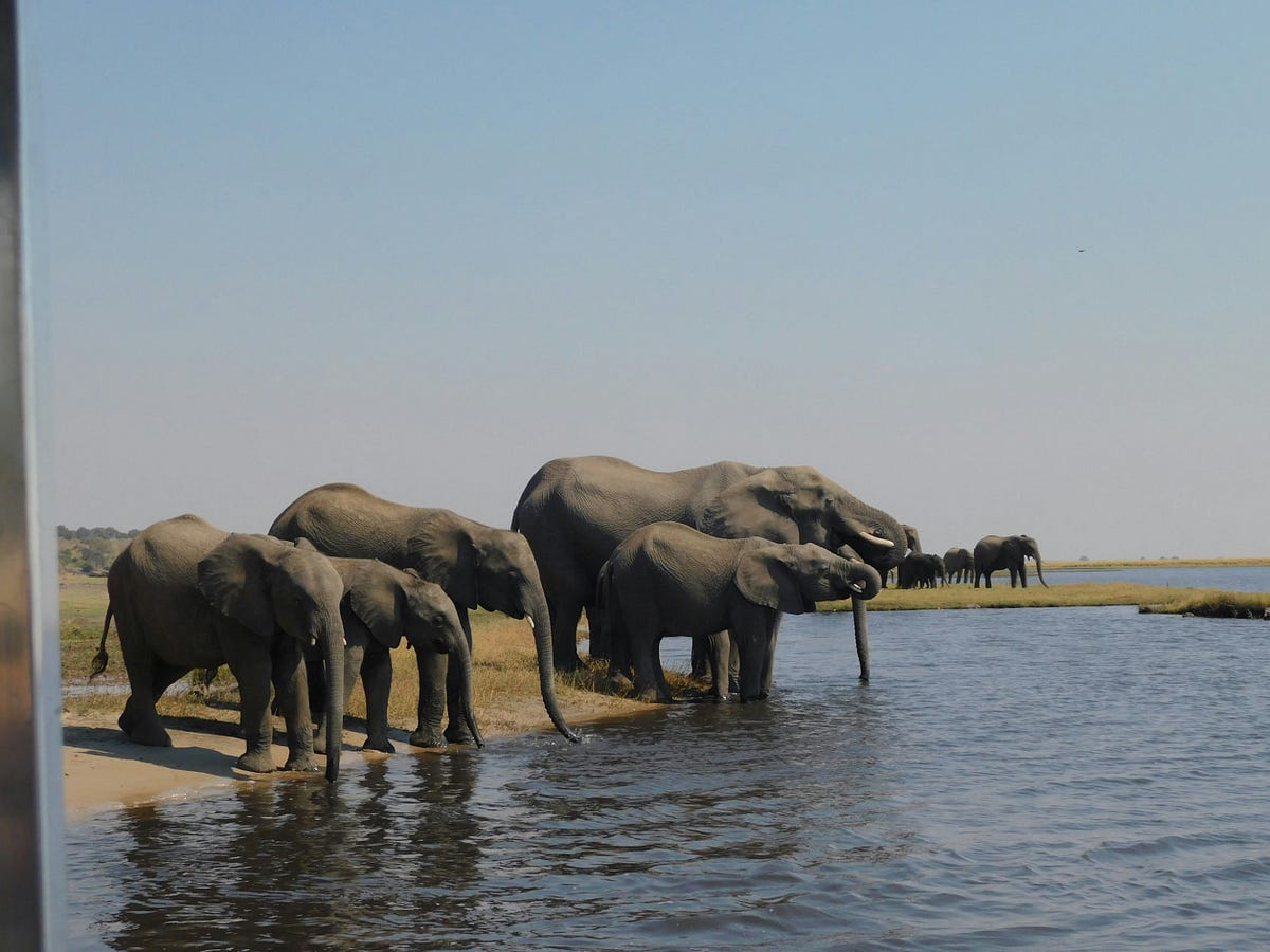 Botswana’s Water Wilderness: An 11-Day Journey Through Africa’s Hidden ...