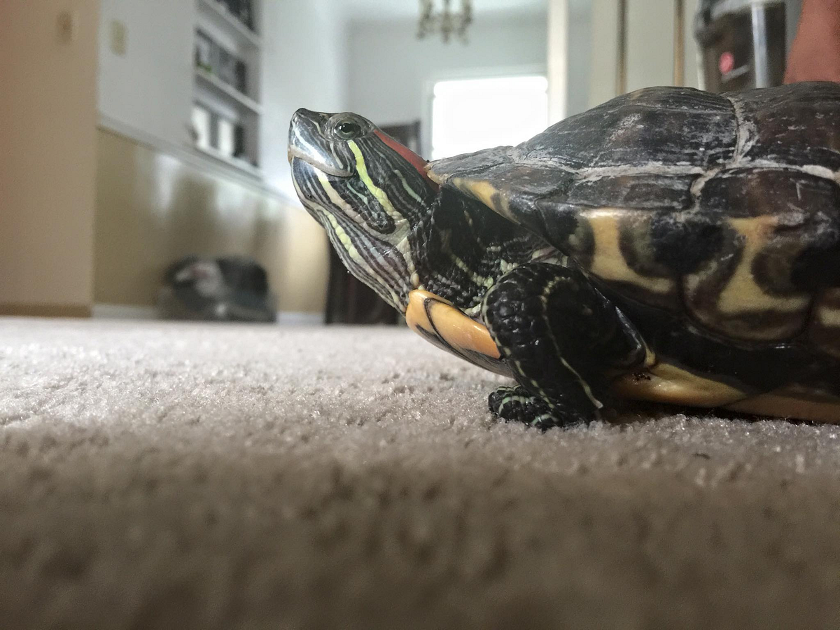 The Turtle That Saved Me!. Anyone who knows me will tell you my… | by ...