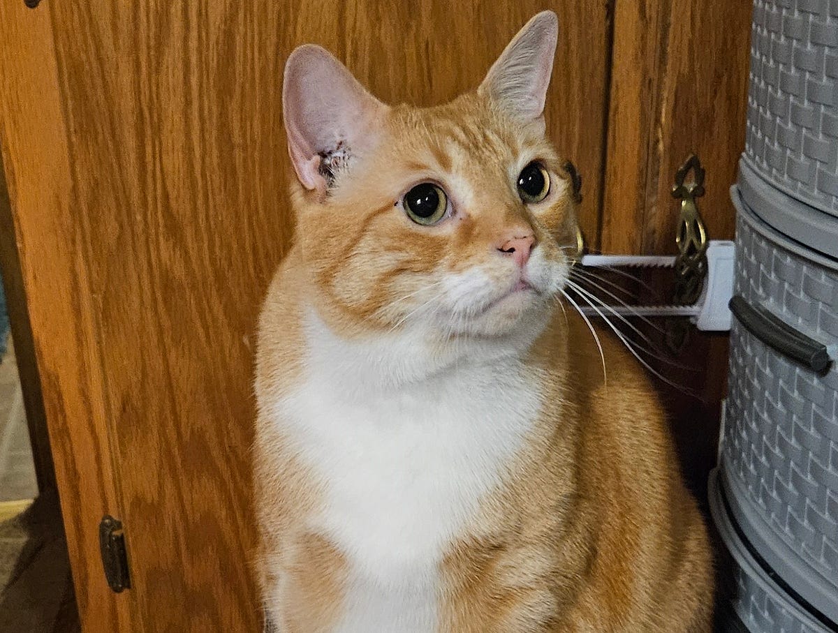 The Kitty Chronicles: Cutie Gold and the Curious Case of the Missing ...