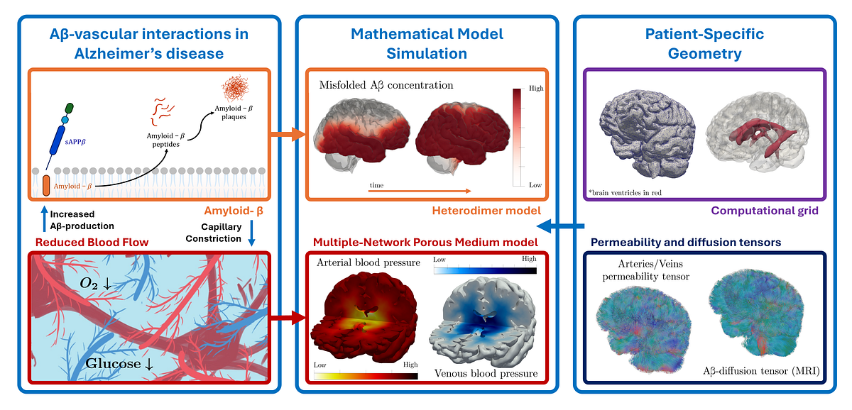 Modeling the “Two-Hit” Hypothesis with Whole-Brain Simulation | by ...