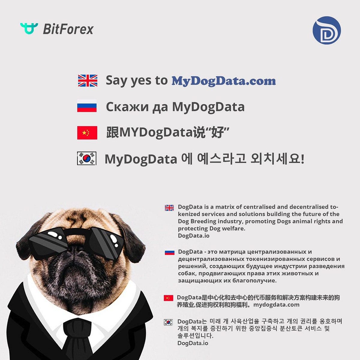 Dogdata. DogData is a matrix of centralised and… | by Boyrestart | Medium