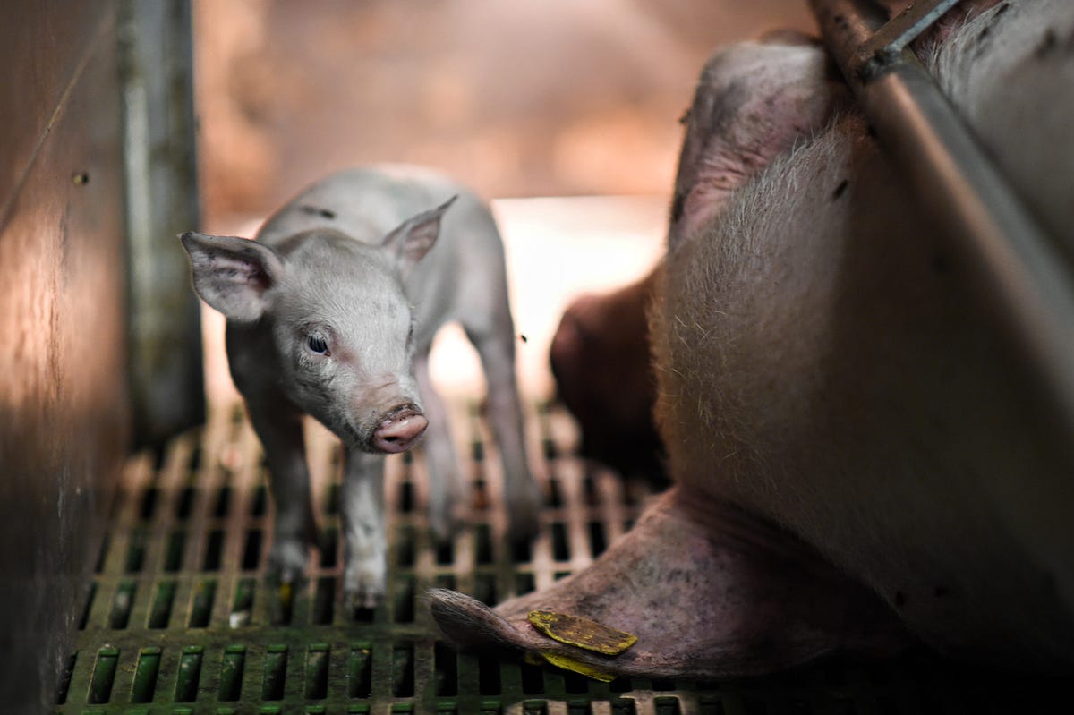 The Moral Imperative to End Factory Farming: Thomas Quicksilver | by ...