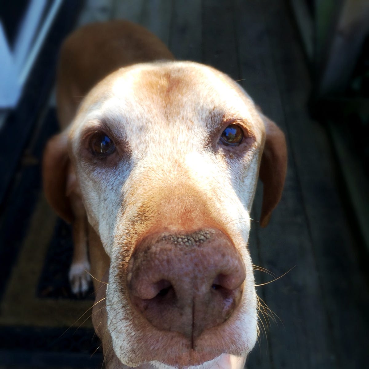 Dogs are the best people. They adopt us. They love us. They… | by Bill ...