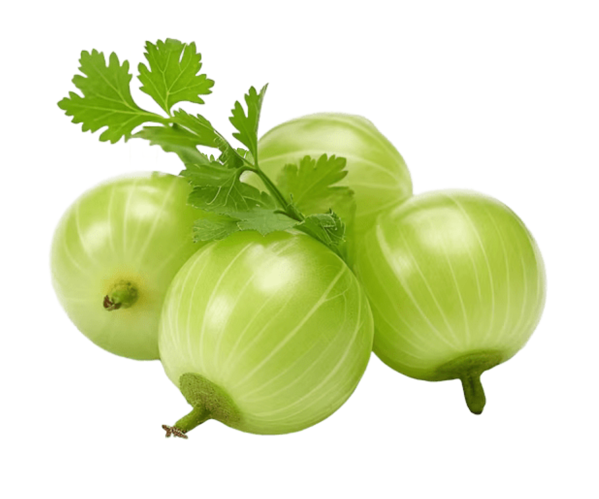 Amla The Super Fruit. Amla is cultivated throughout India and… | by ...