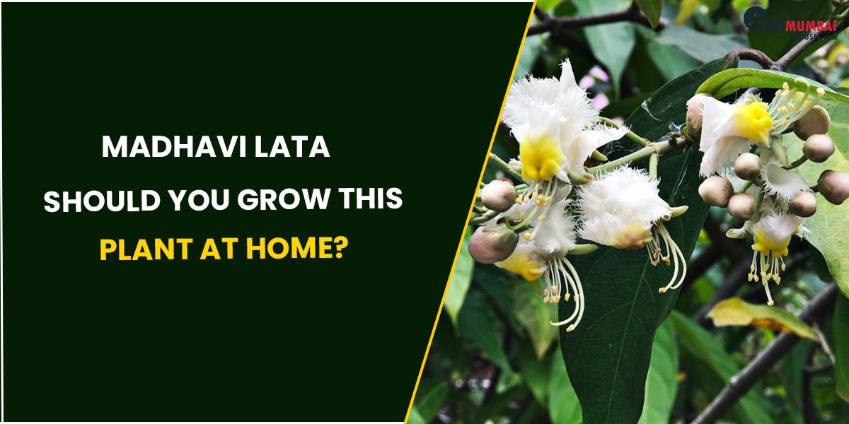 Madhavi Lata : Should You Grow This Plant At Home? | by nayana ...