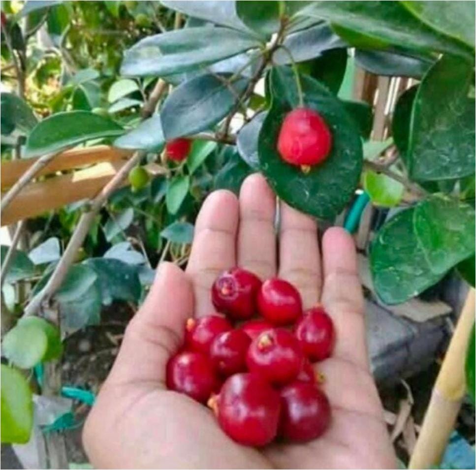 Bibit Ceri Vietnam Tanaman Buah Brebes | by Damarplantys | Medium