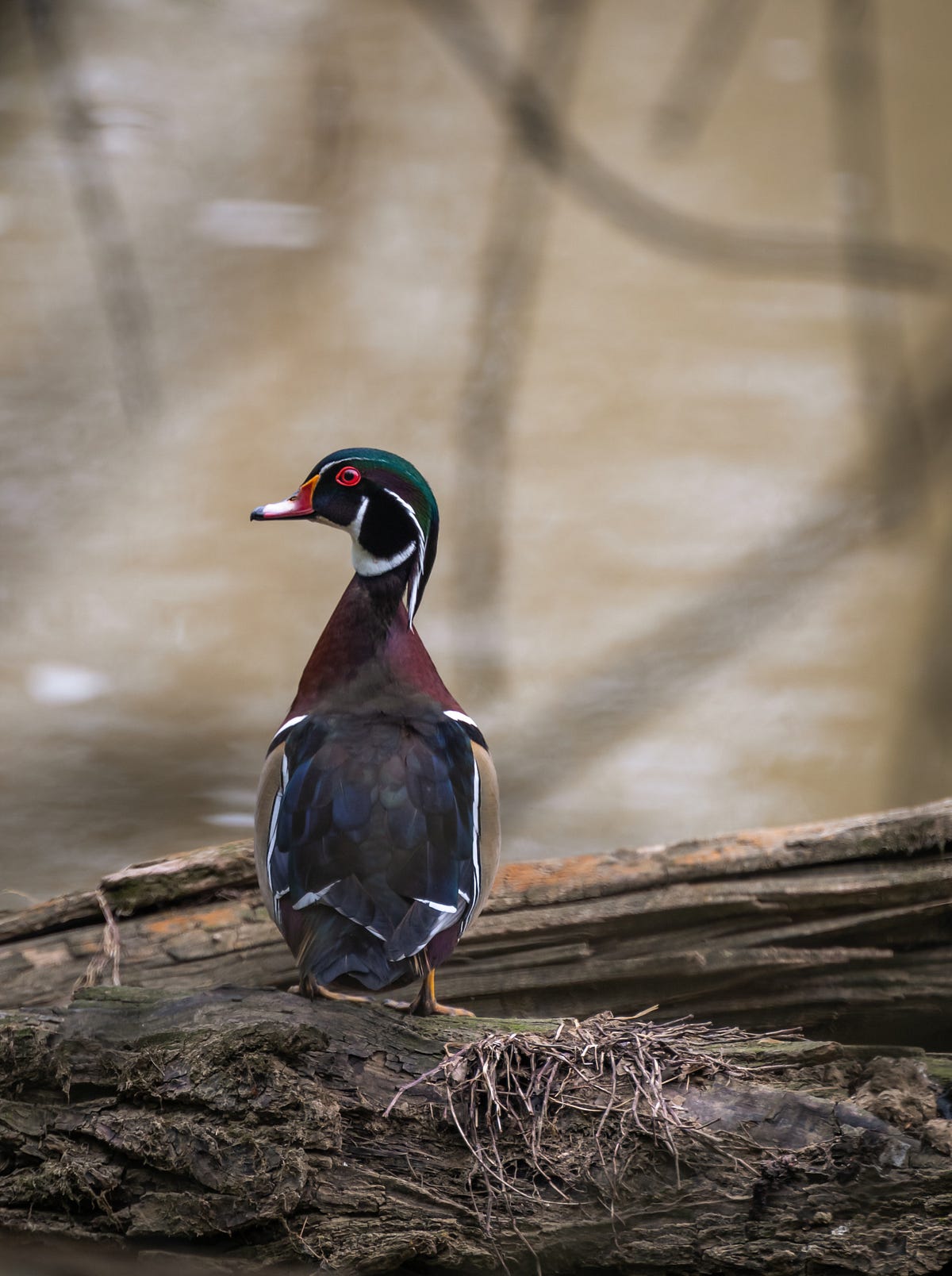 The Wood Duck- A Roland McCray Story | by Blaine Coleman | Curated ...