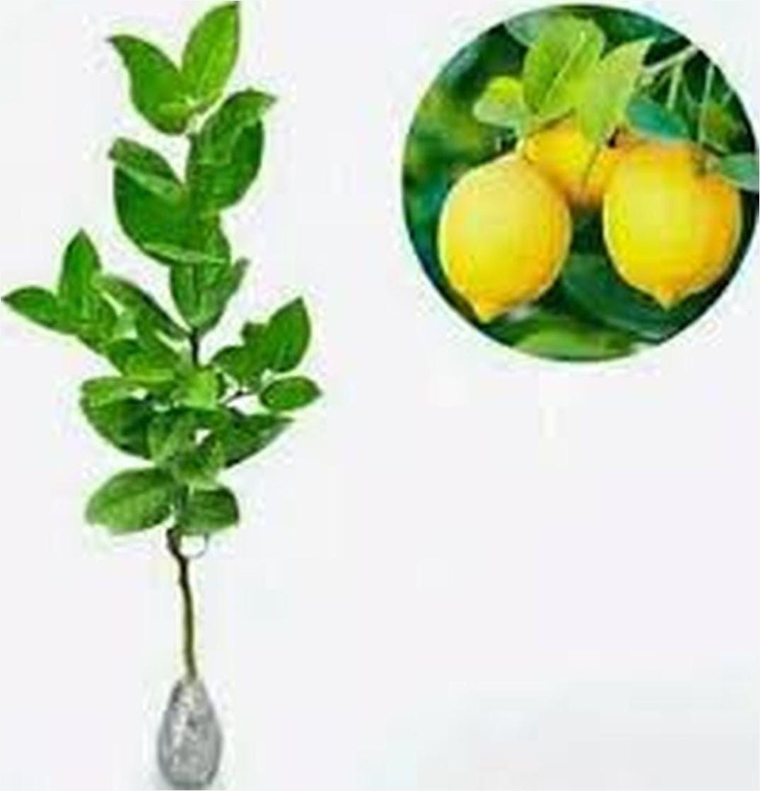 Jual Bibit Tanaman Jeruk Lemon Tea Kota Banjar Terlengkap | by ...