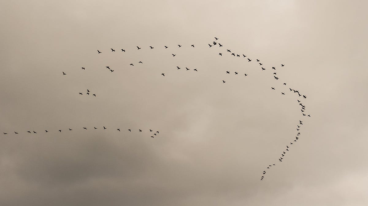 14 Rules for writing a data migration | by Guy Segev | Autodesk TLV ...
