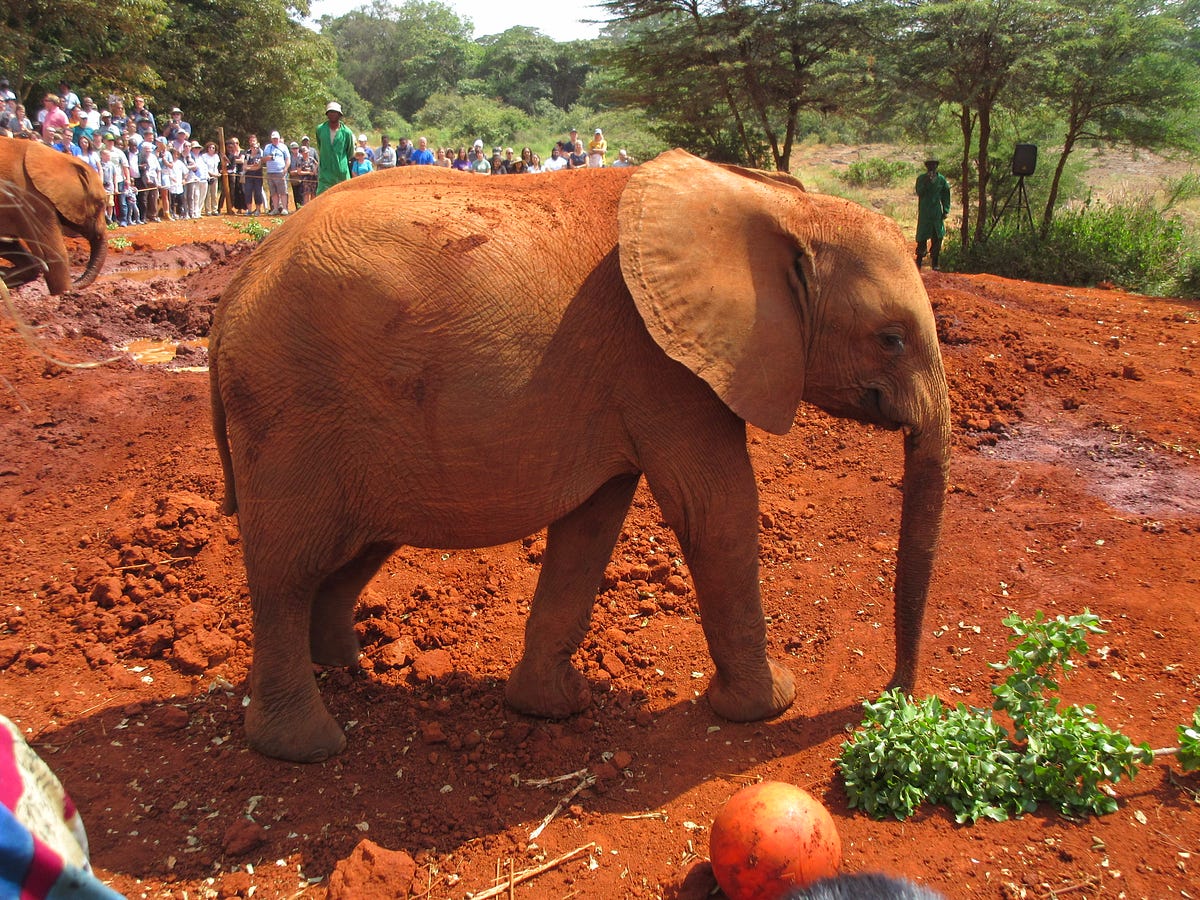 Jambo Kenya! My Public Speaking Adventure | by Vishal Chandnani | Medium