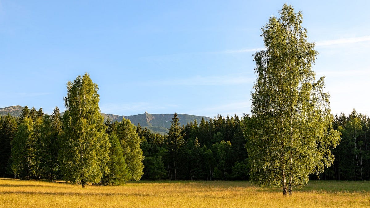 Forests and trees act as carbon sponges but also render a wide number ...