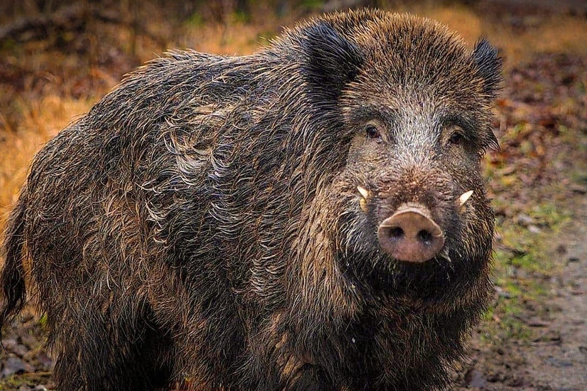 The Ungrateful Boar. A boar, pursued by natives, hid in the… | by Juan ...
