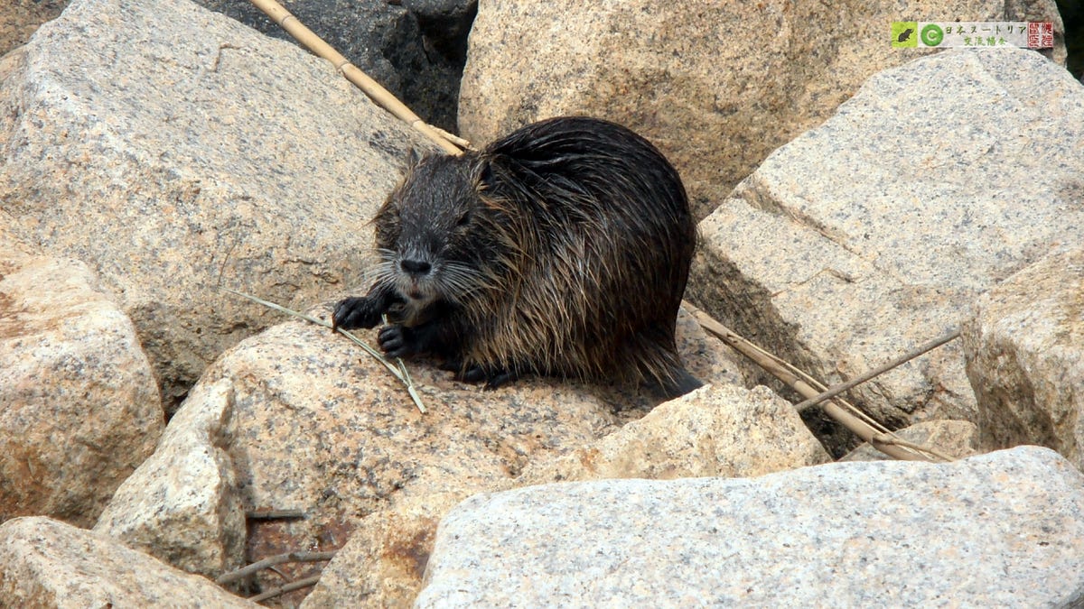 Nutria | by 日本ヌートリア交流協会@MEDIUM | Medium